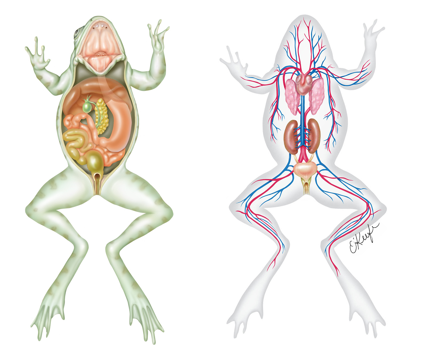 Biomedical Illustrator Medical Biological Illustrations Laurie O Biomedical Illustrator Medical Biological Illustrations Laurie O